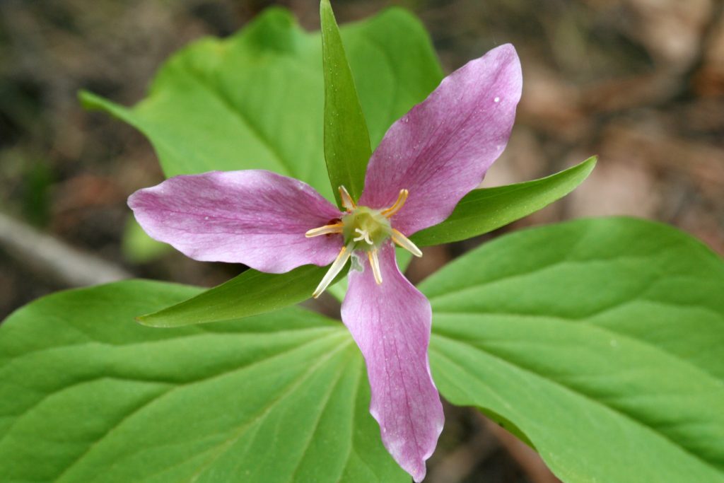 Trillium: An early and late bloomer - Naturally North Idaho