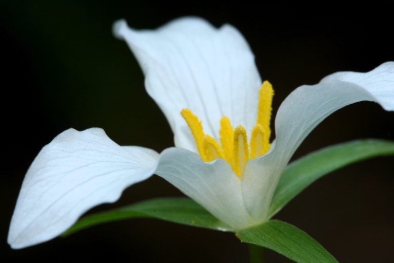 Trillium: An early and late bloomer - Naturally North Idaho