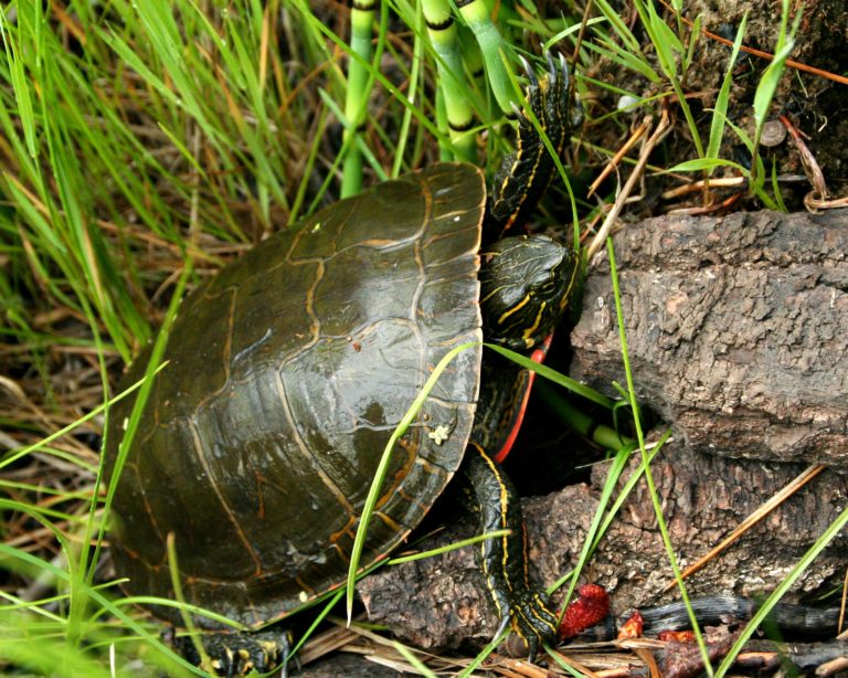 What is the difference between reptiles and amphibians? - Naturally ...