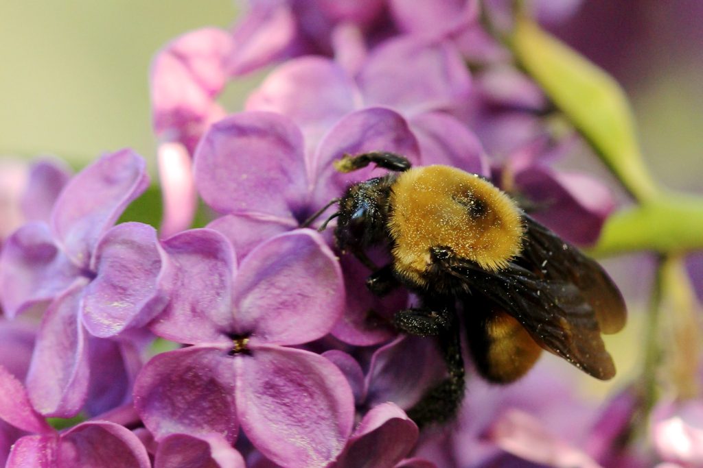 Bumblebees are amazing pollinators - Naturally North Idaho