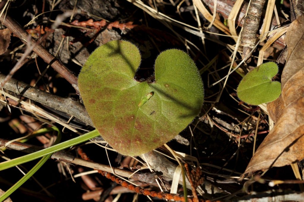 Wild ginger: An inconspicuous plant - Naturally North Idaho