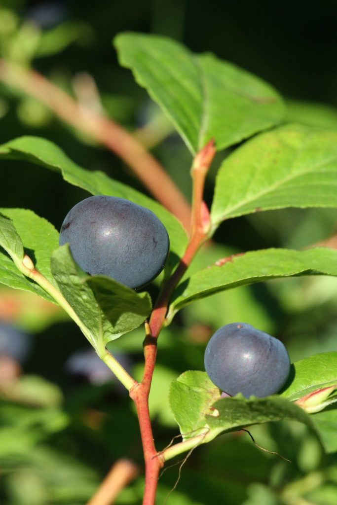 Huckleberries: Purple Gold - Naturally North Idaho