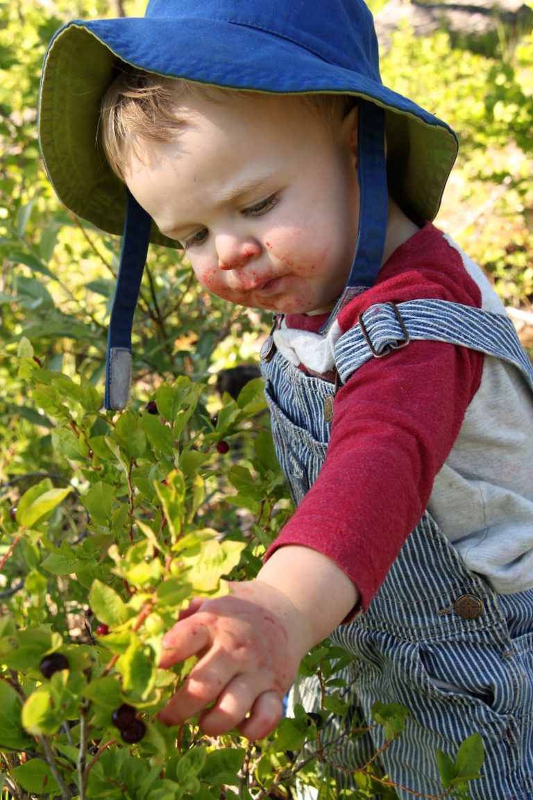 Huckleberries: Purple Gold – Naturally North Idaho