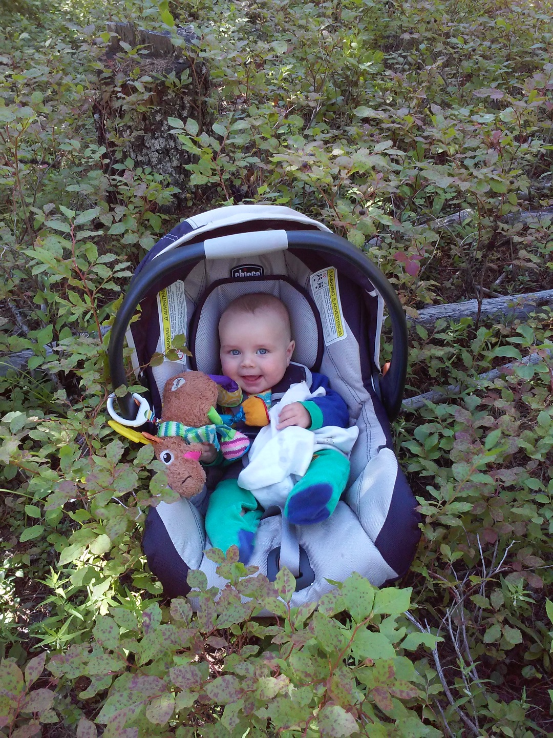 Huckleberries: Purple Gold - Naturally North Idaho
