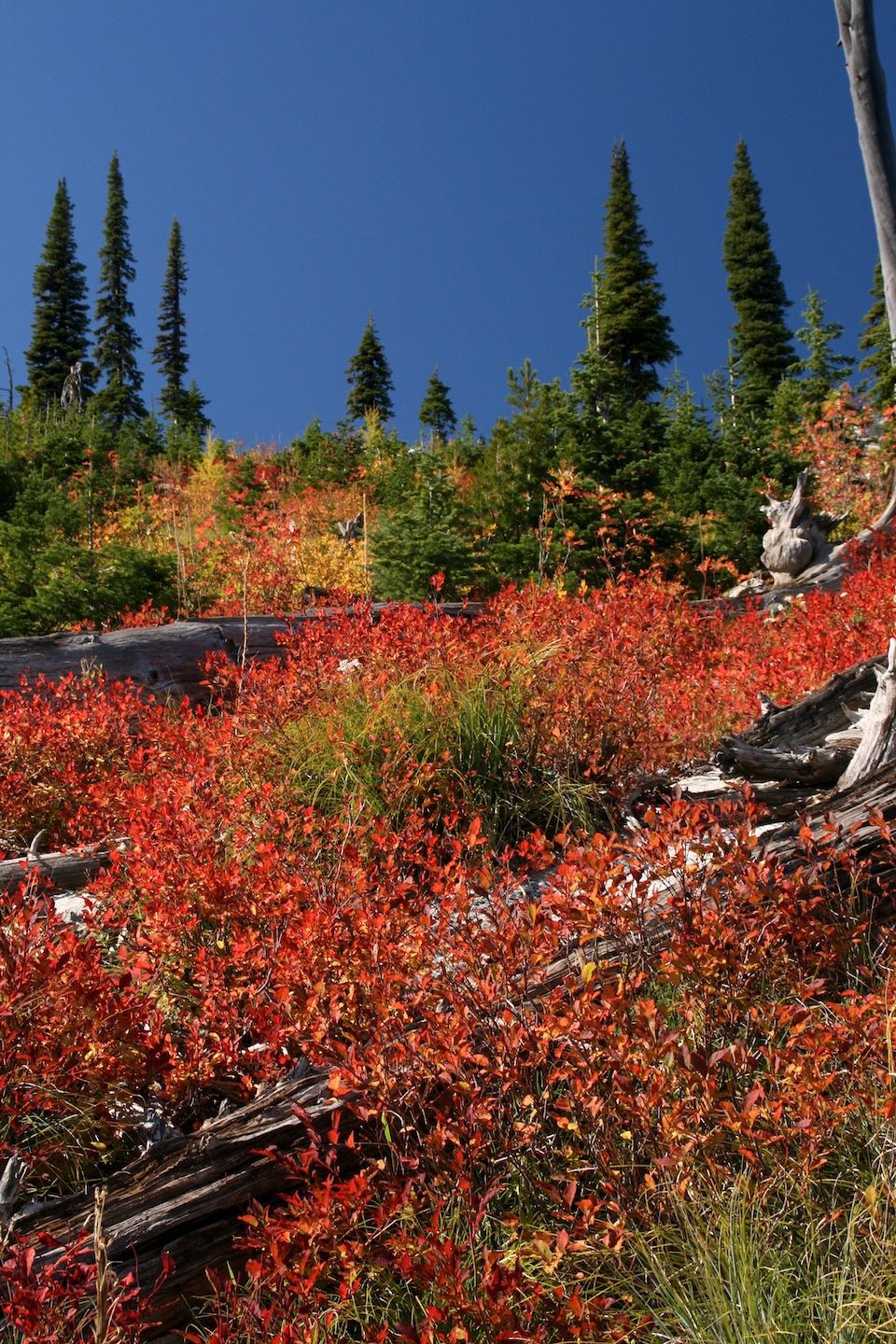 Huckleberries: Purple Gold - Naturally North Idaho