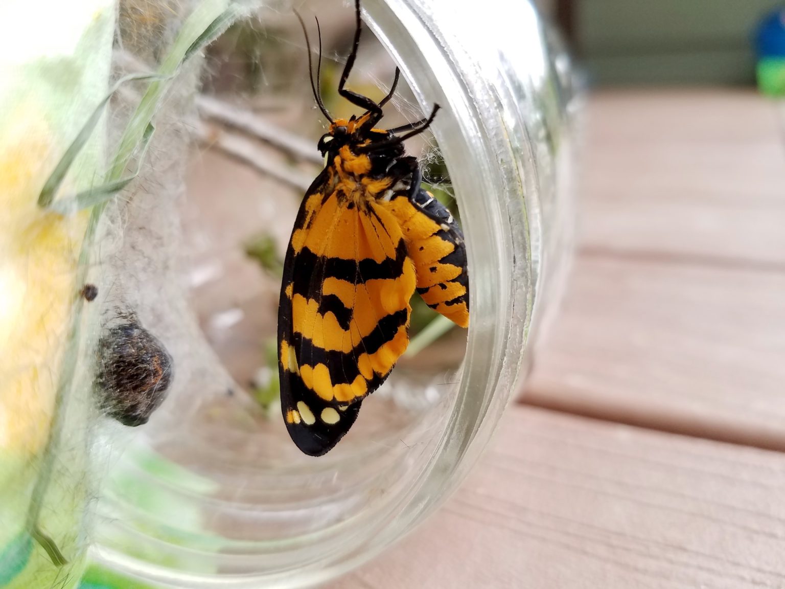 Caterpillar to moth with a Ranchman’s tiger moth – Naturally North Idaho