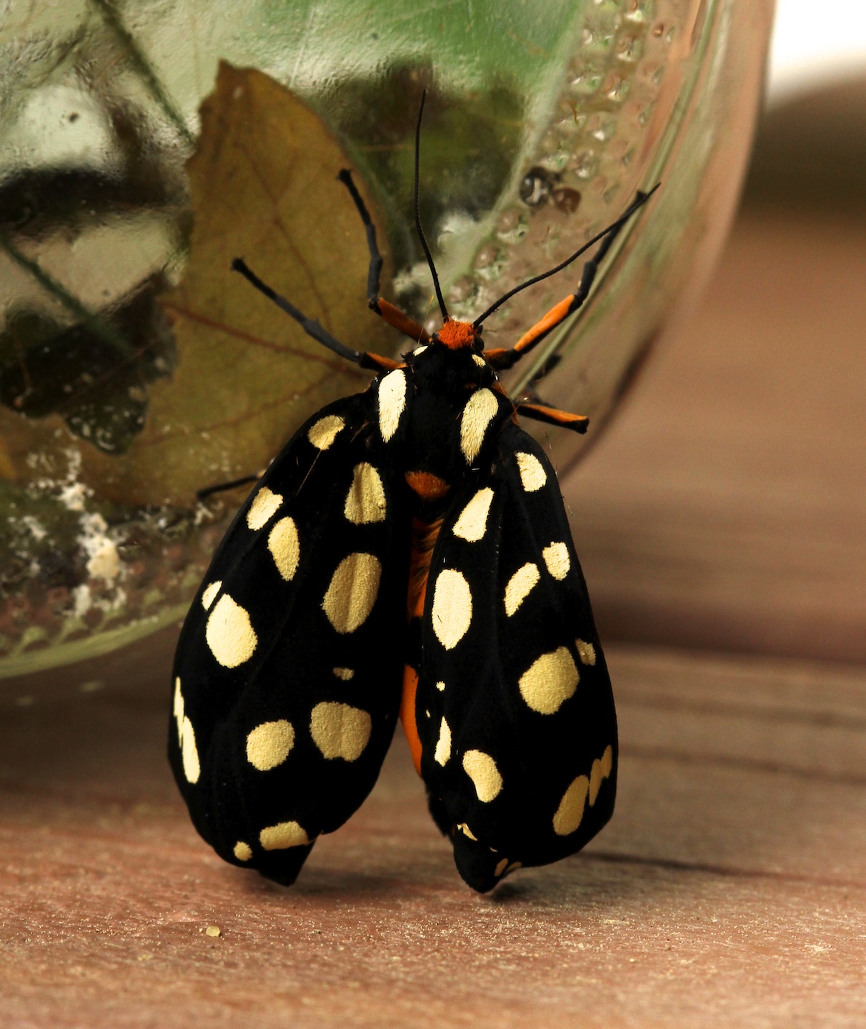 Caterpillar to moth with a Ranchman’s tiger moth – Naturally North Idaho