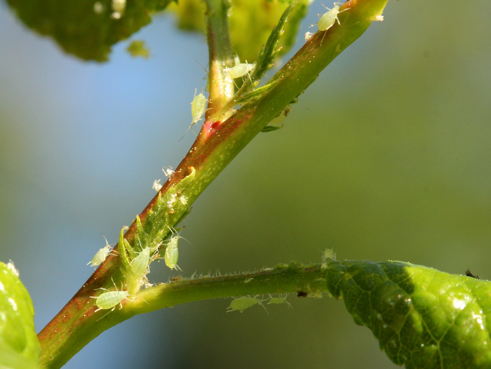 Aphids capable of rapidly expanding population