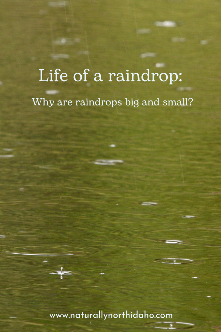 Life of a raindrop: Why are raindrops big and small? - Naturally North ...